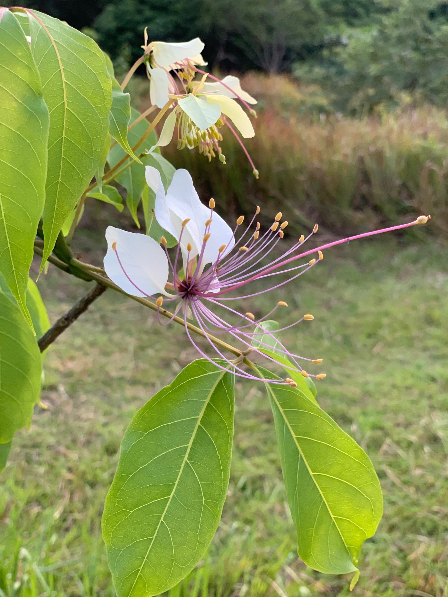 Balai Lamok – Tonji and Sylvia's Wildlife Refuge