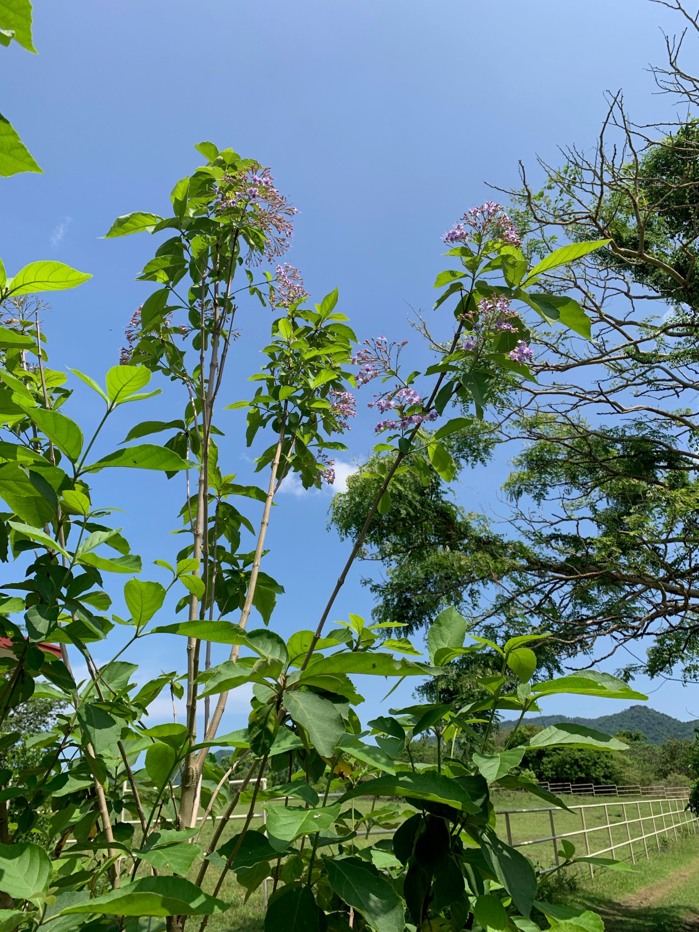 Philippine Teak – Tonji and Sylvia's Wildlife Refuge