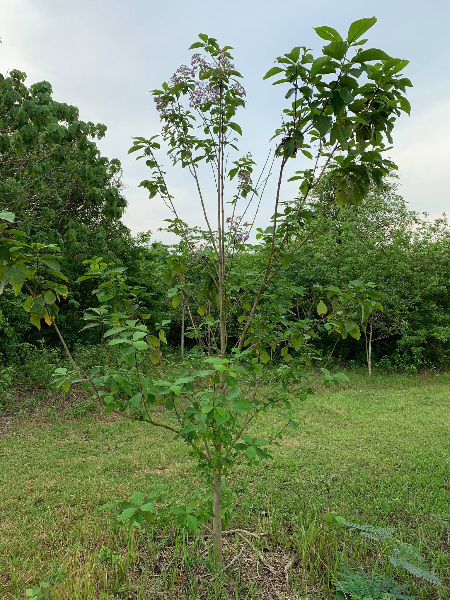 Philippine Teak – Tonji and Sylvia's Wildlife Refuge