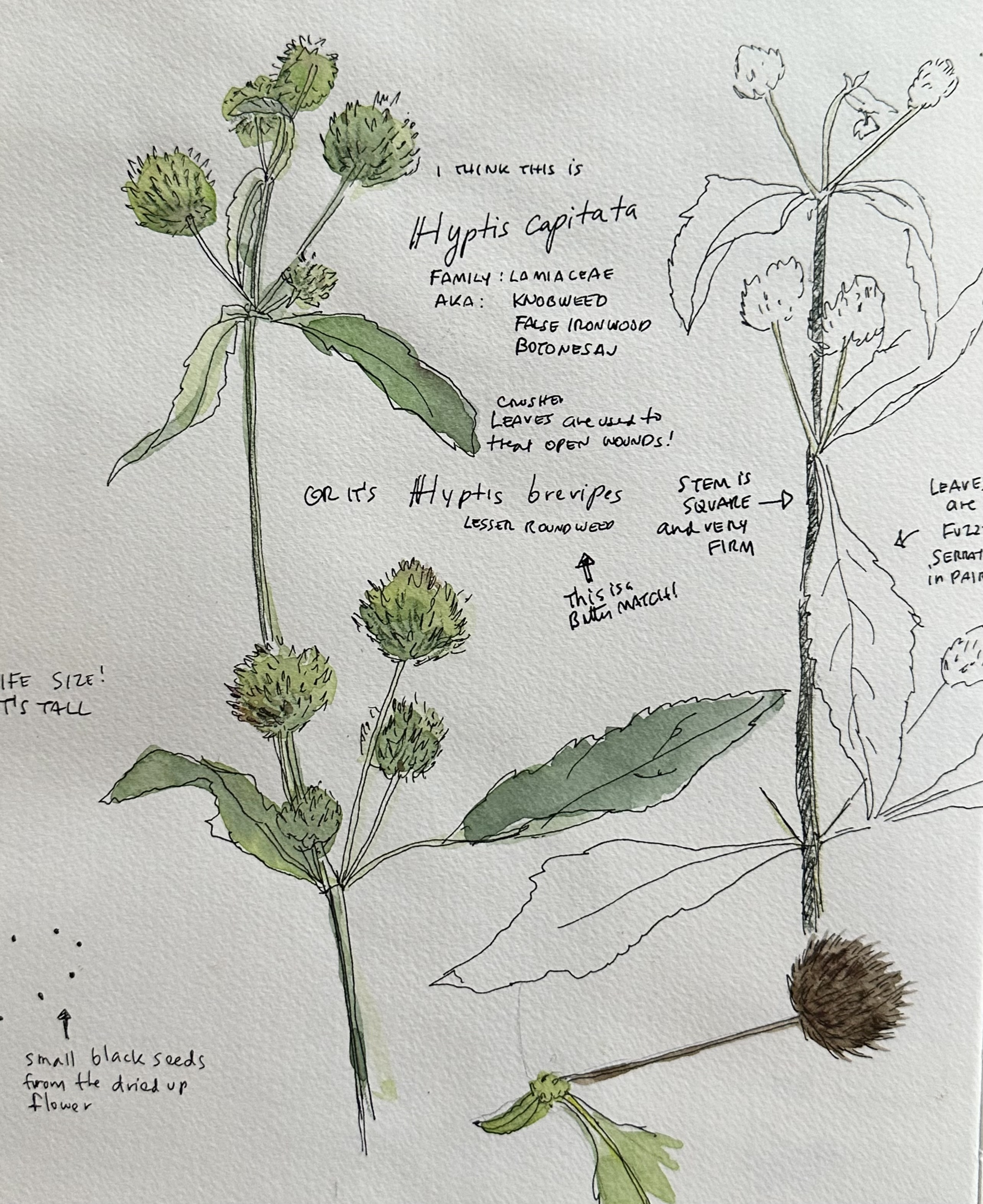 Lesser Roundweed – Tonji and Sylvia's Wildlife Refuge